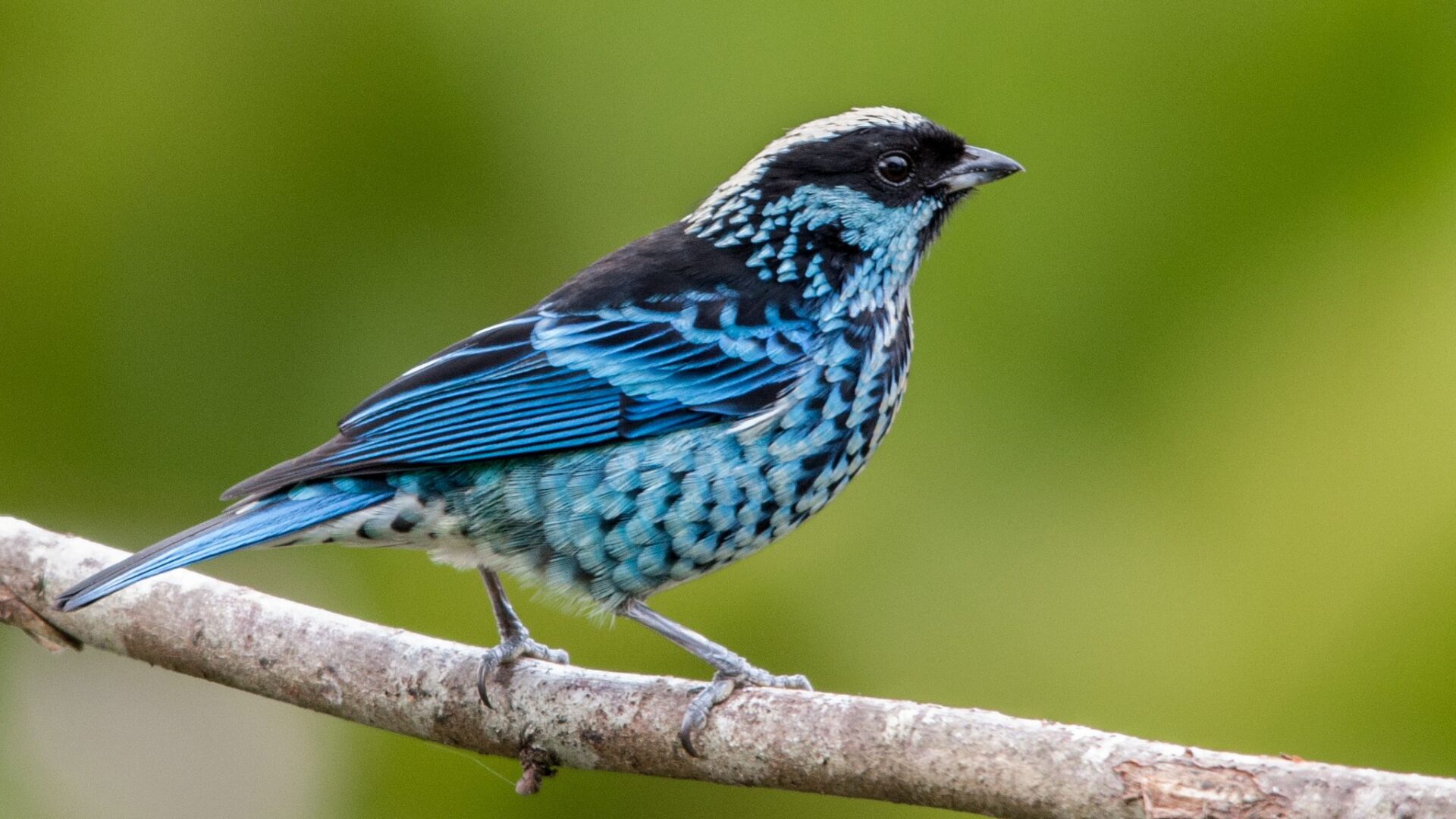 Endangered birds from Latin America - Newtree